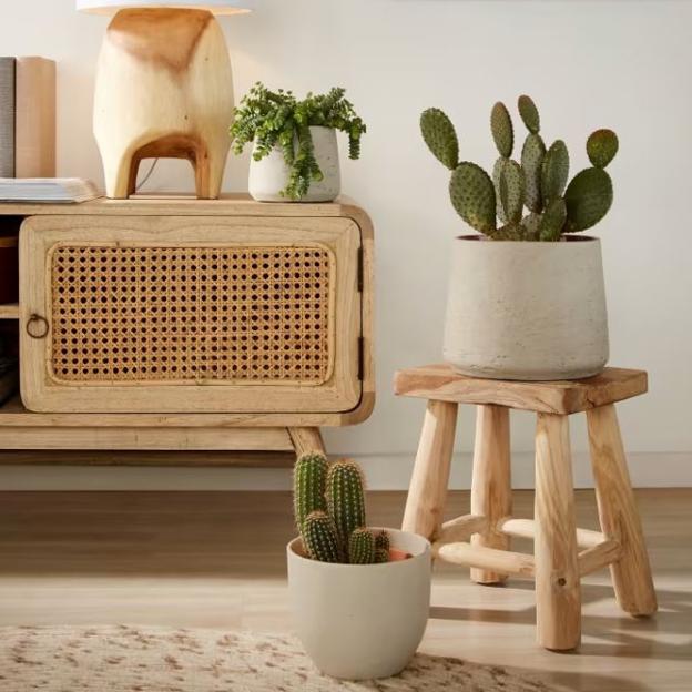 Mini plantas, la tendencia de decoración del otoño que se ha hecho ...